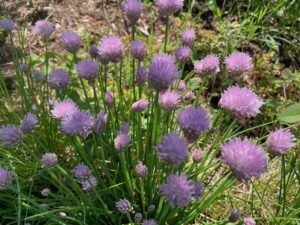 Molly's Blog | As a community of Flowers, Angels, Nature Spirits, Dogs ...