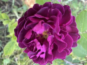 Molly's Blog | As a community of Flowers, Angels, Nature Spirits, Dogs ...